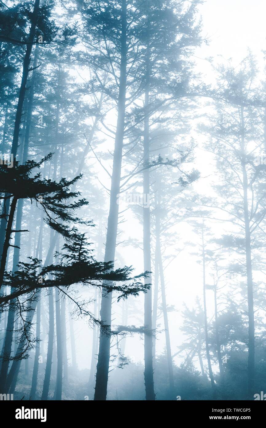 Beautiful shot of a mysterious dark forest with tall thin trees enveloped in fog Stock Photo - Alamy
