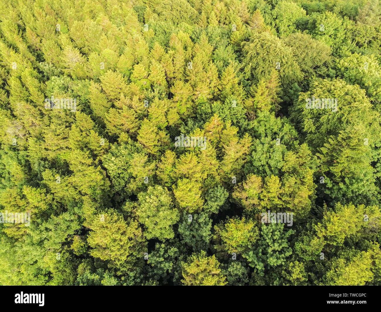 Aerial view of Pine forest in Merlin Park, Galway, Ireland Stock Photo ...