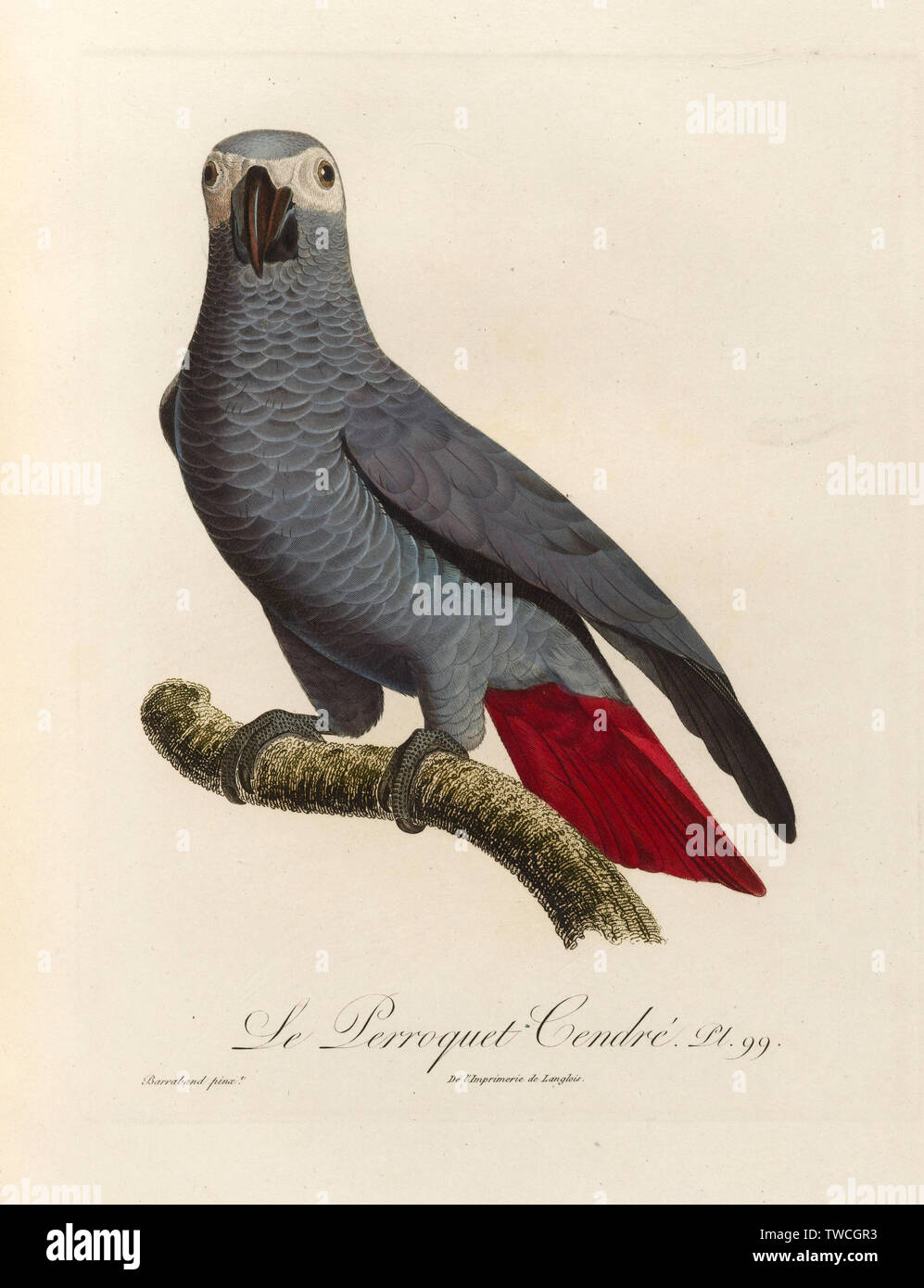 Beautiful vintage hand drawn illustrations of exotic parrots from old ...