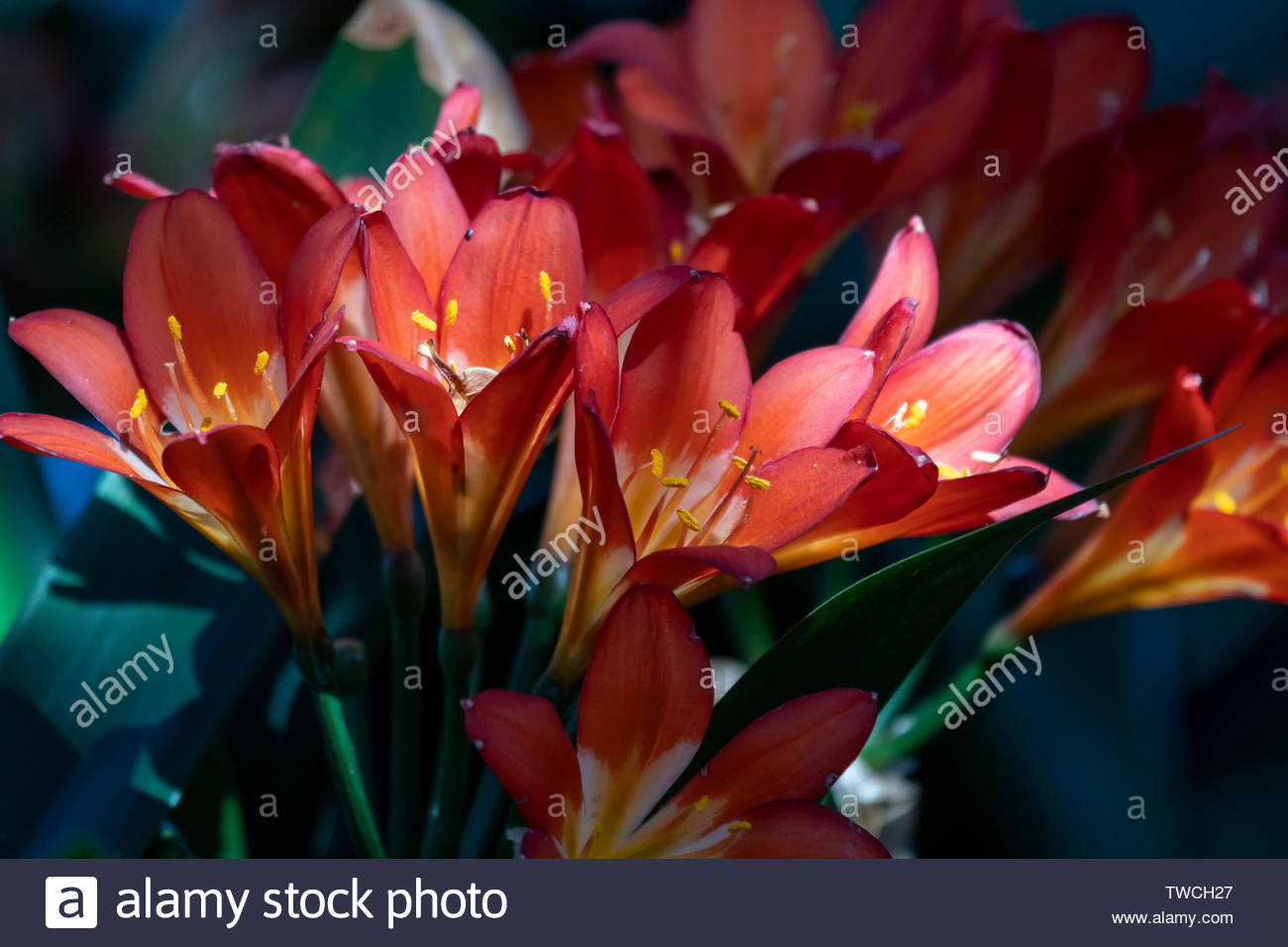 Bush Lily High Resolution Stock Photography and Images - Alamy