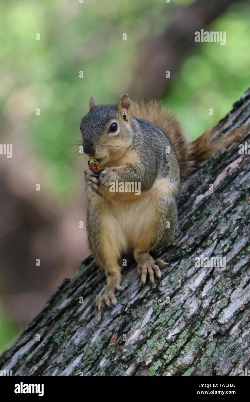 Grey squirrel nut eating tree hi-res stock photography and images - Alamy