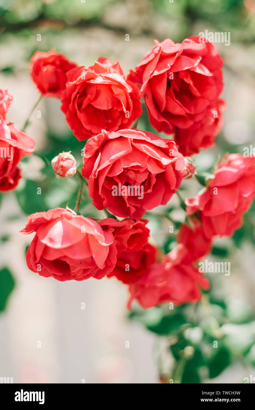 Beautiful red garden roses near white fence. Vertical Stock Photo - Alamy