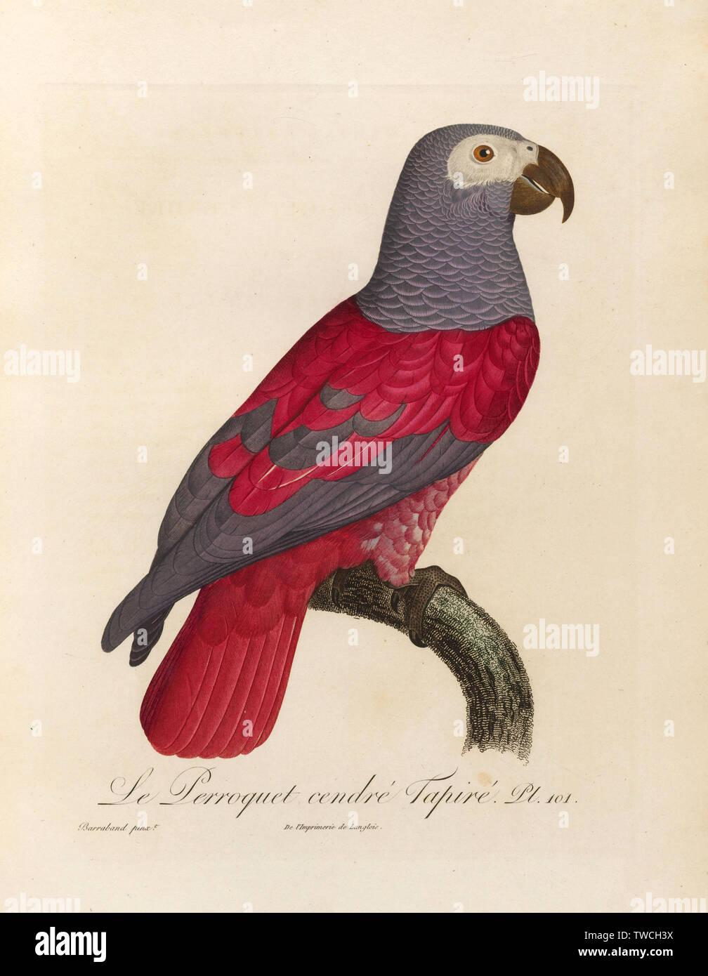 Beautiful vintage hand drawn illustrations of exotic parrots from old ...