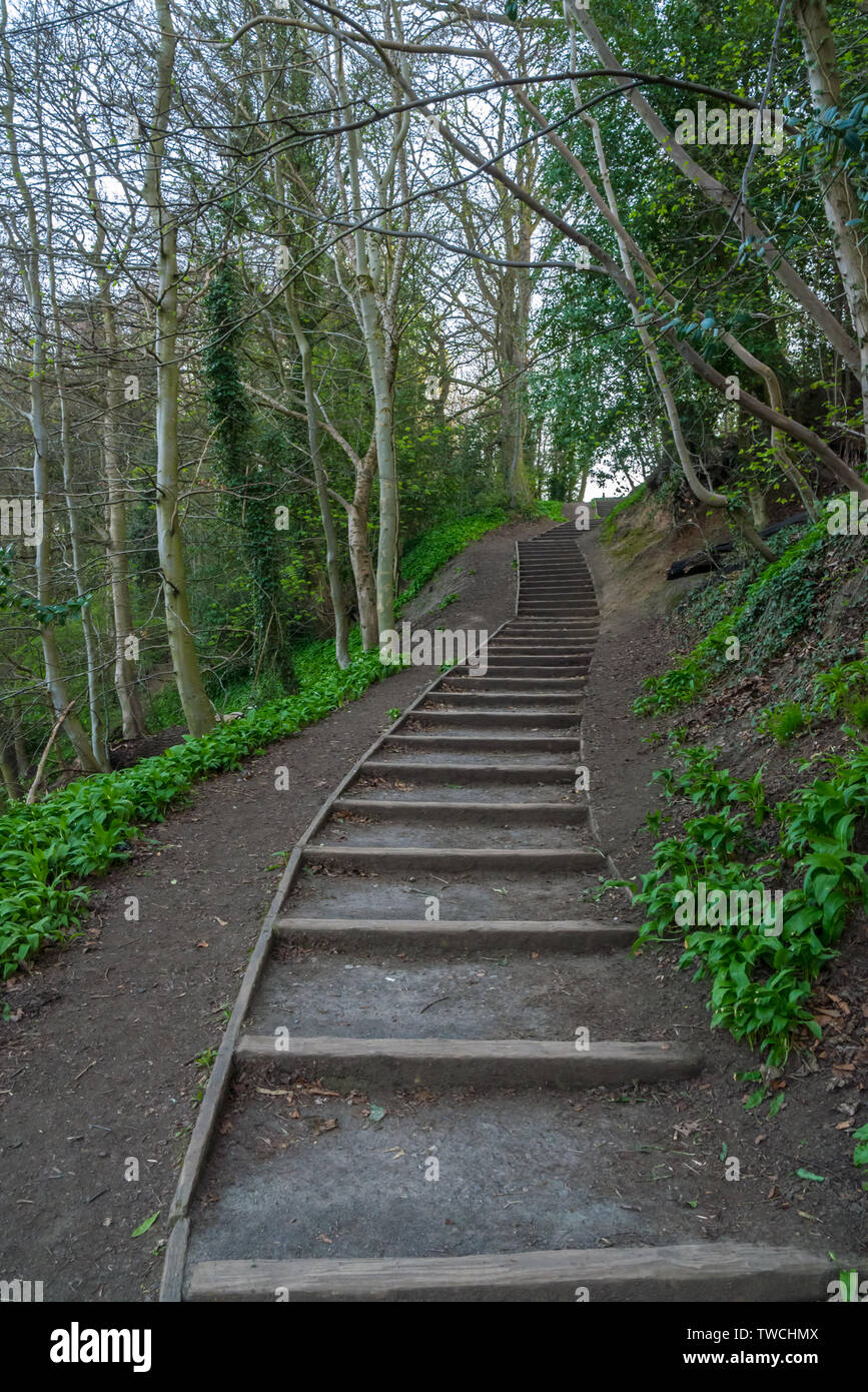 A Woodland Staircase Leading up a Hill Stock Photo - Alamy