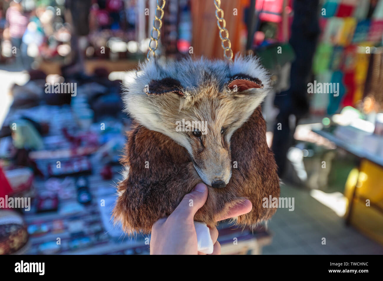 Muzzle fox hi-res stock photography and images - Alamy