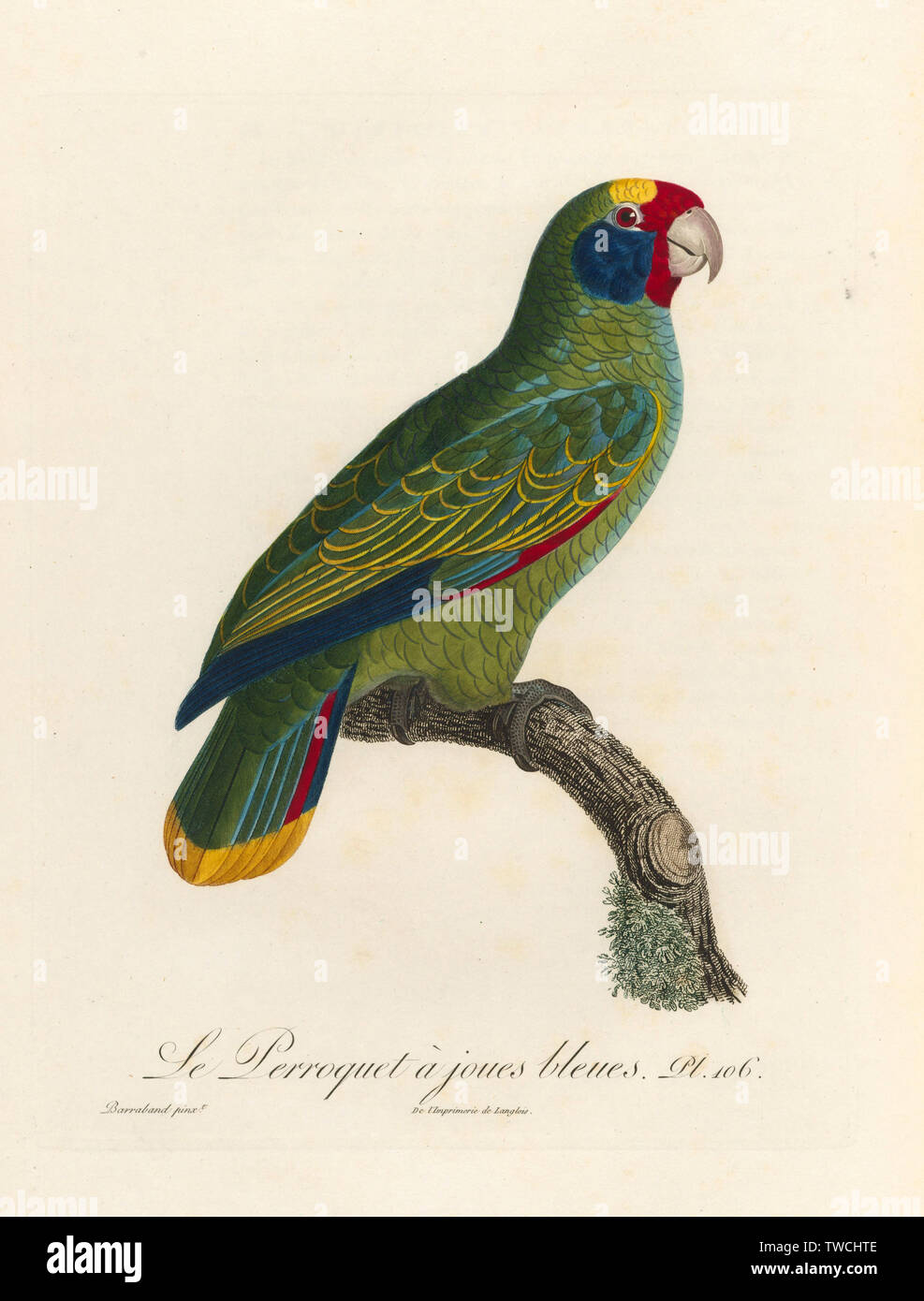 Beautiful vintage hand drawn illustrations of exotic parrots from old ...