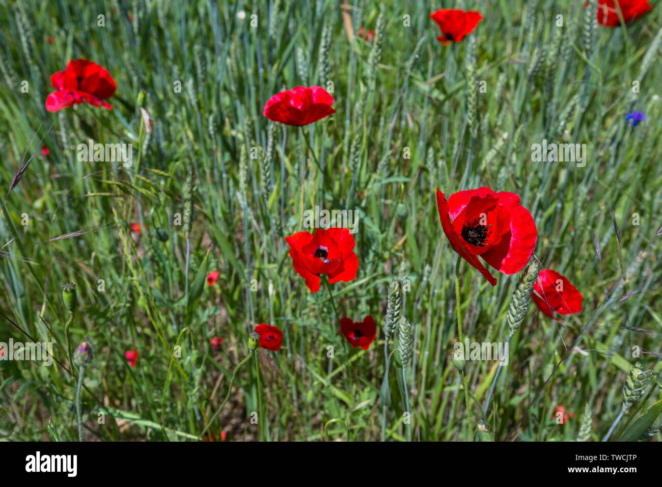 Corn poppies hi-res stock photography and images - Alamy