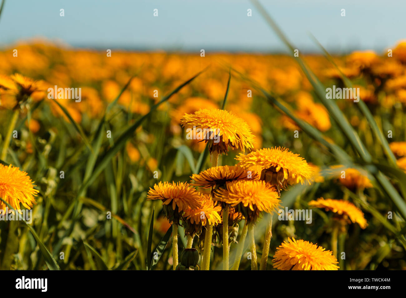 field of blooming dandelions in the summer in the daytime Stock Photo ...