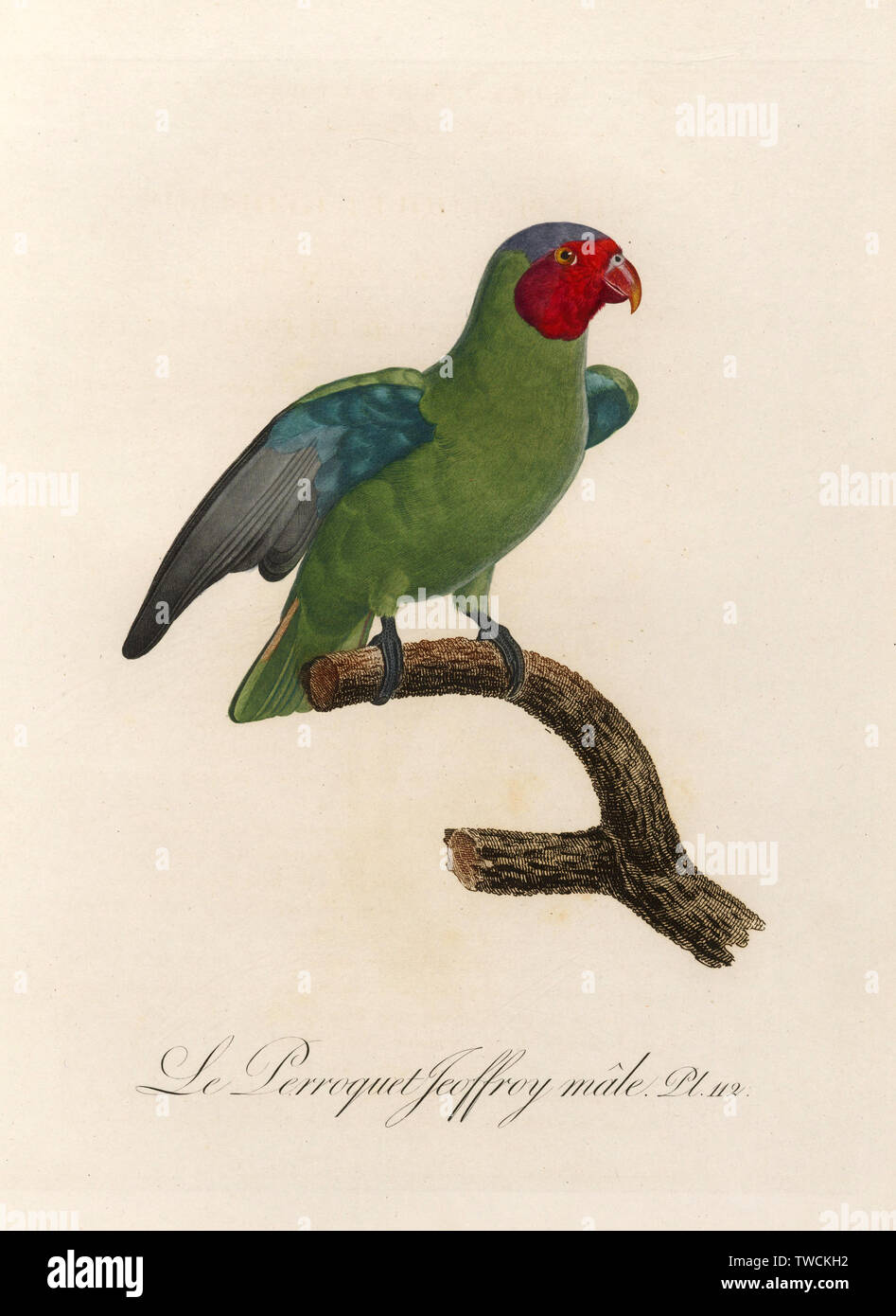 Beautiful vintage hand drawn illustrations of exotic parrots from old ...