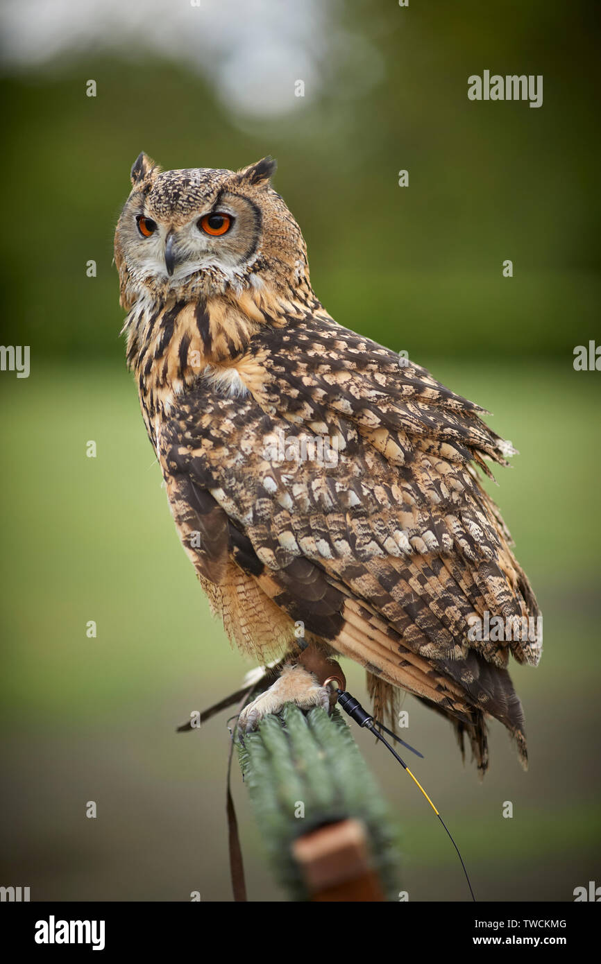 Indian eagle-owl also called the rock eagle-owl or Bengal eagle-owl, is ...