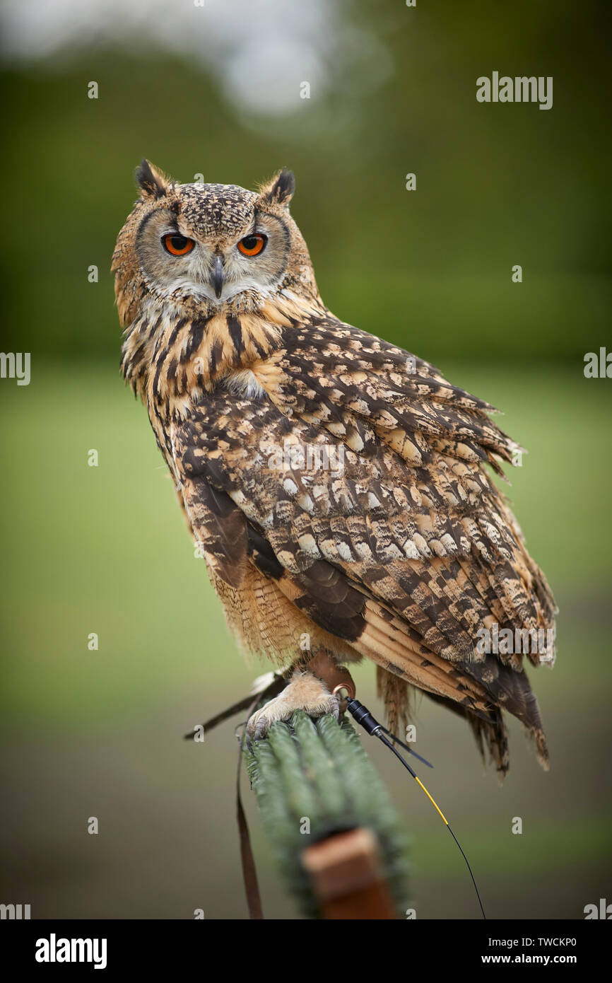 Indian eagle-owl also called the rock eagle-owl or Bengal eagle-owl, is a species of large ...