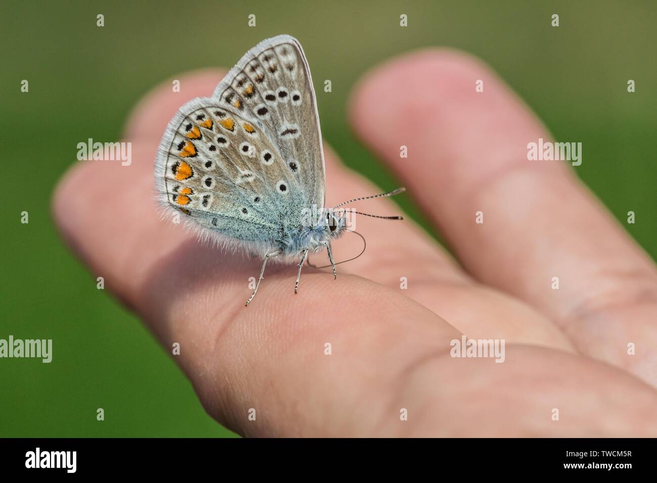 Close up image of common blue butterfly with orange, brown, white and ...