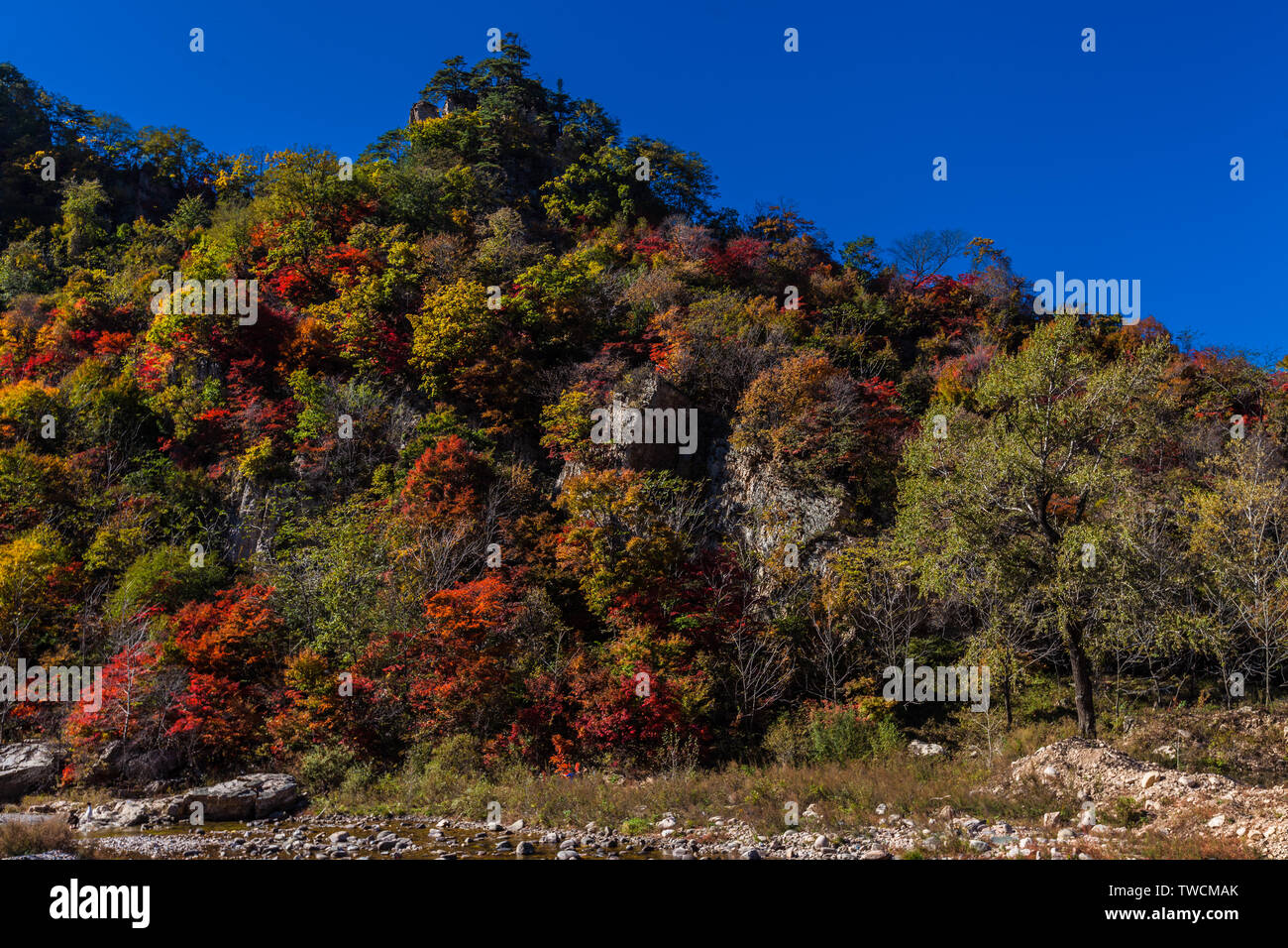 Fall maple, red leaves, river scenery Stock Photo - Alamy