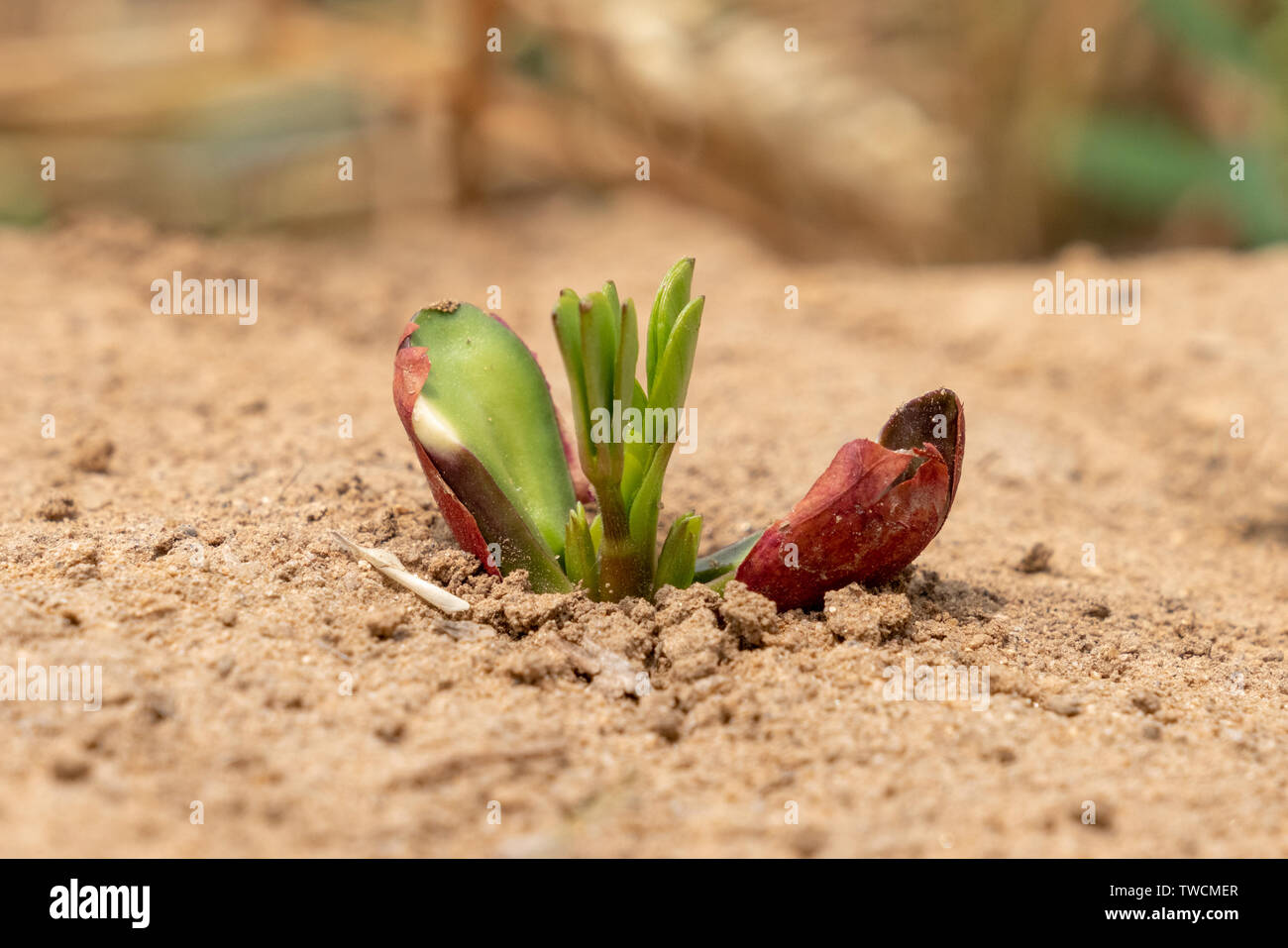 Peanut germination hi-res stock photography and images - Alamy