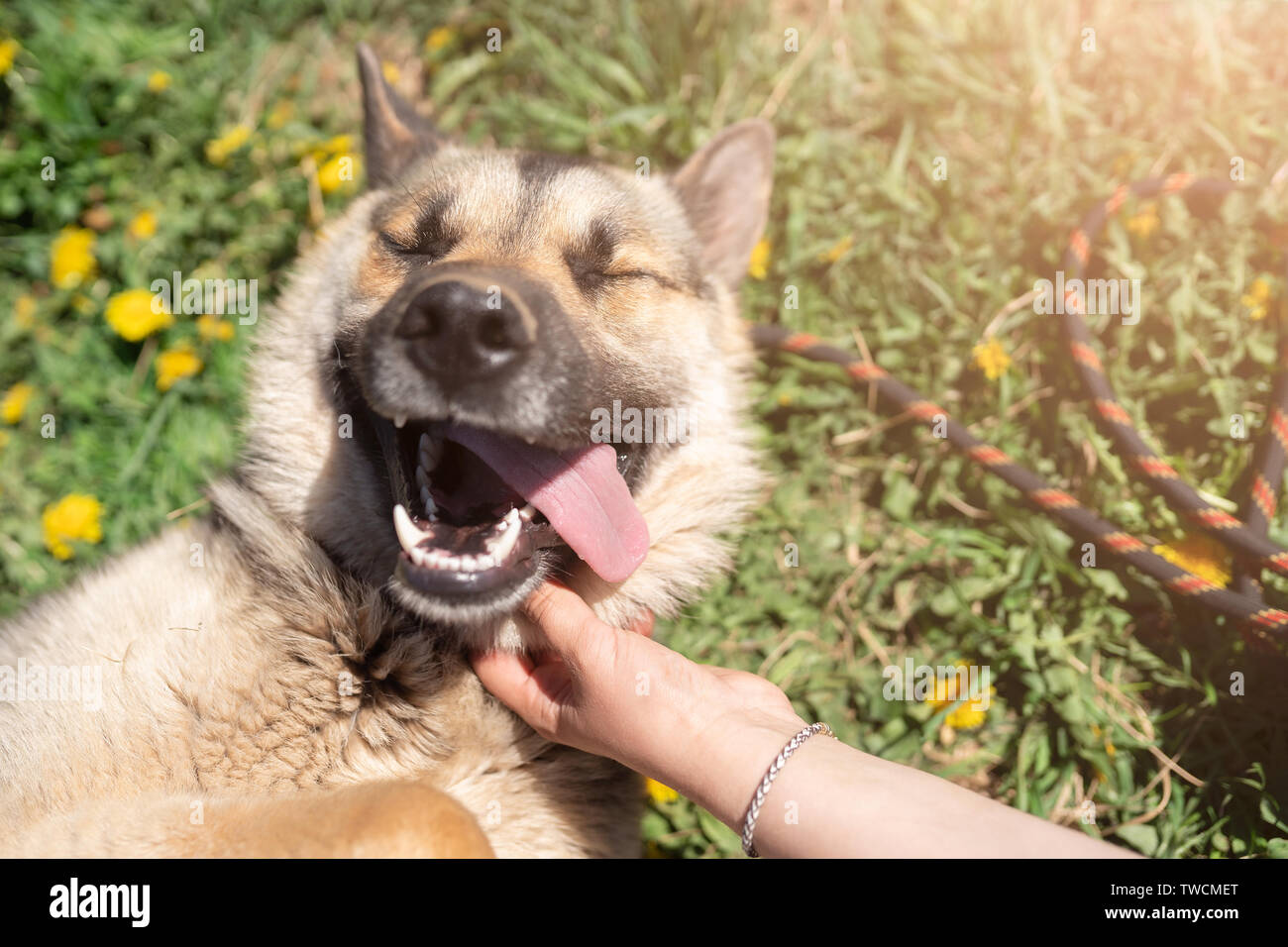 Photo of ginger dog with tongue sticking out lying on lawn with ...