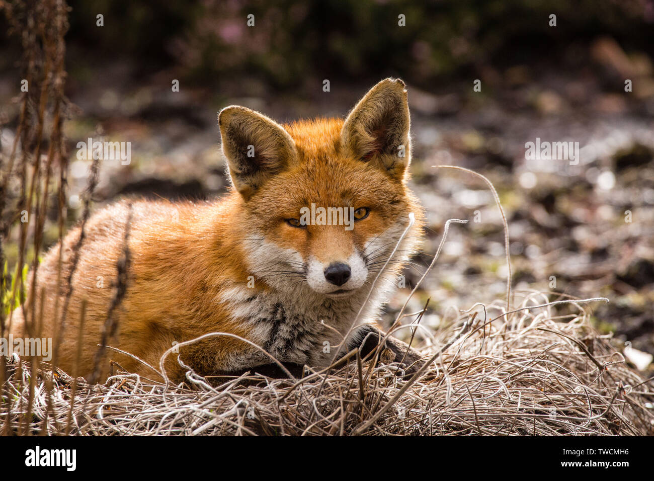 Scottish red fox hi-res stock photography and images - Alamy