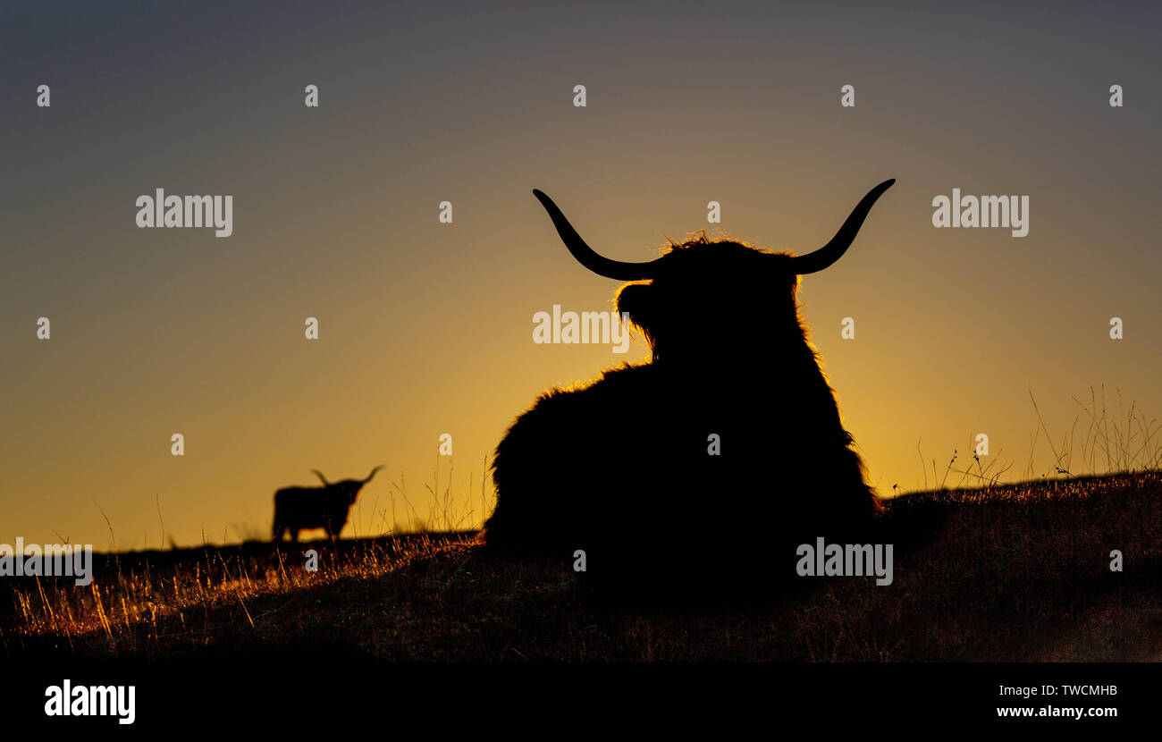 Highland cows at sunset Stock Photo - Alamy
