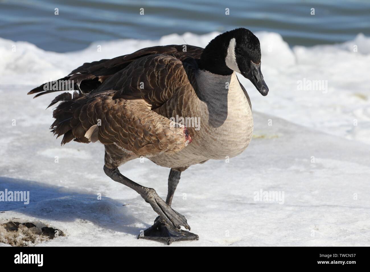 Canadian geese fighting hi-res stock photography and images - Alamy