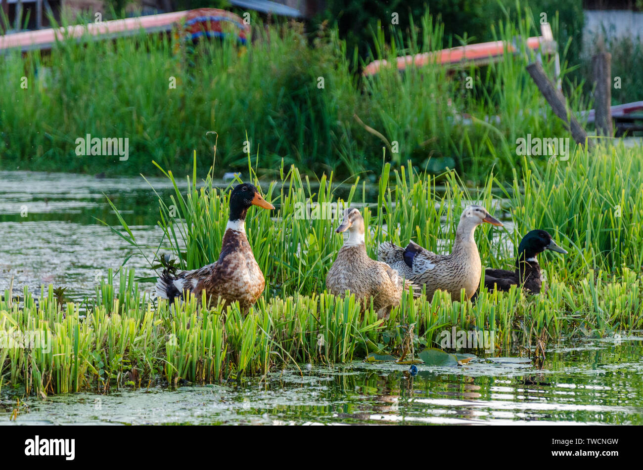 Four ducks rest on Dal Lake in Srinagar, Jammu and Kashmir, India Stock Photo - Alamy