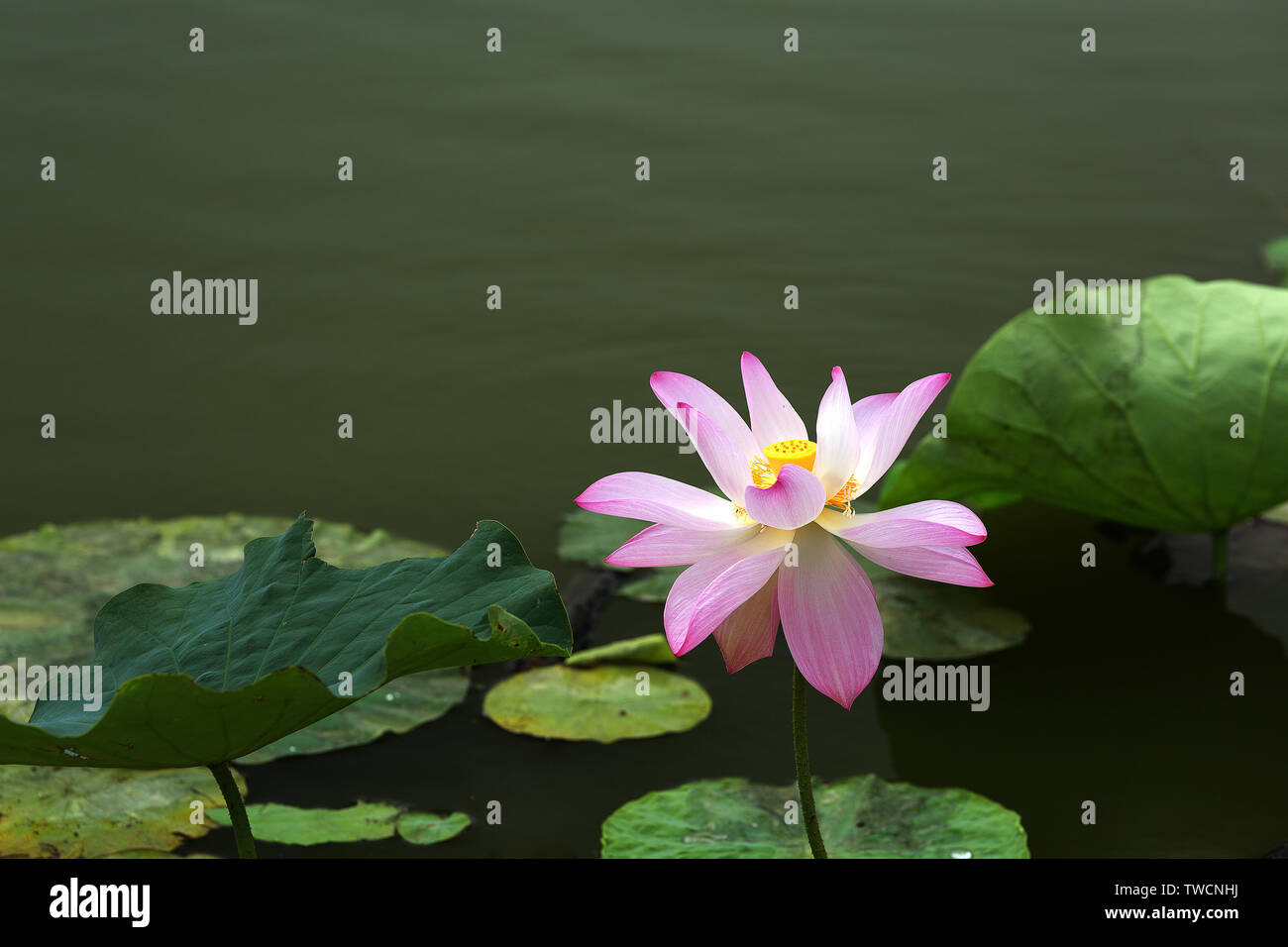 Lily mei hi-res stock photography and images - Alamy