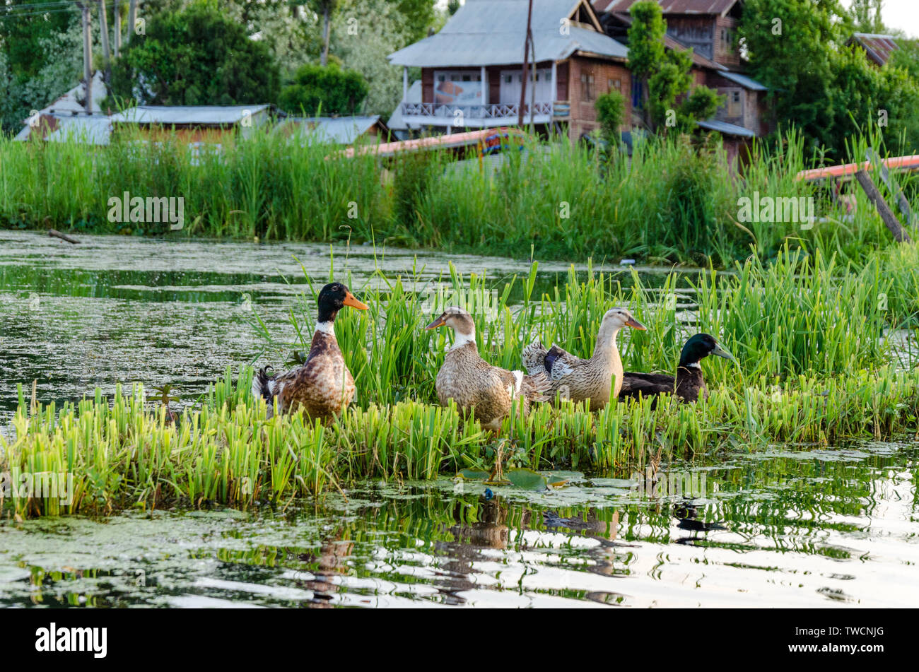 Four ducks rest on Dal Lake in Srinagar, Jammu and Kashmir, India Stock Photo - Alamy