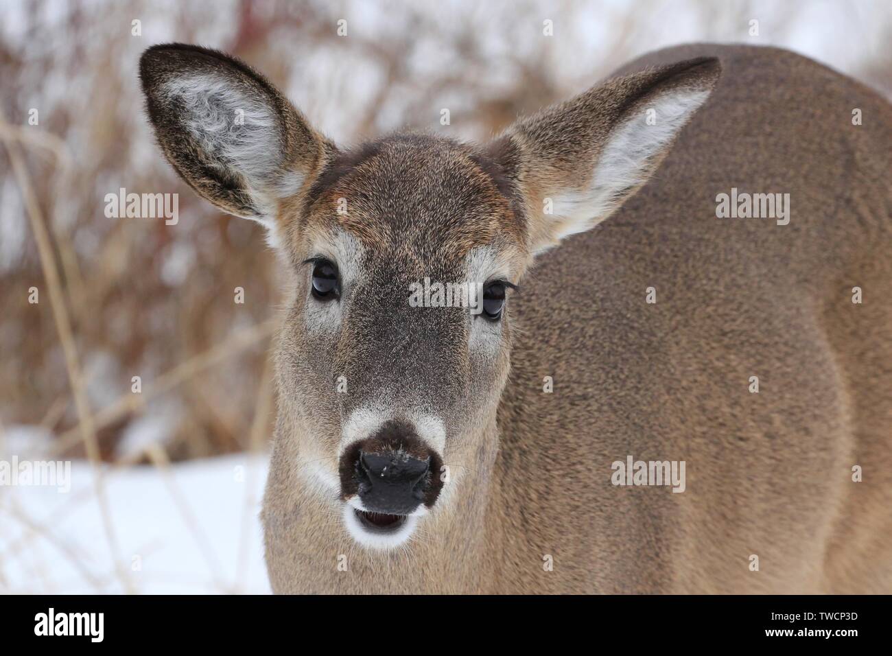 White tailed Deer Stock Photo - Alamy