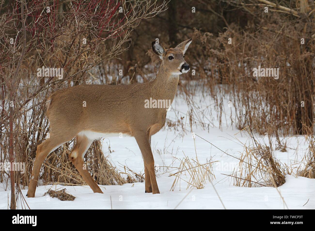 White tailed Deer Stock Photo - Alamy