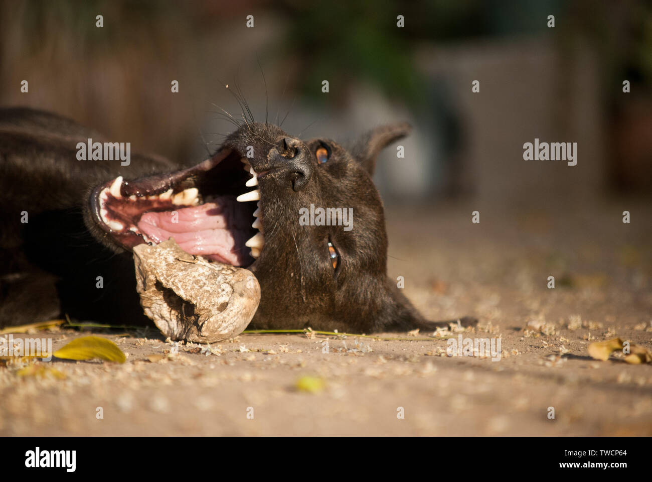 Mordida mordiendo hi-res stock photography and images - Alamy