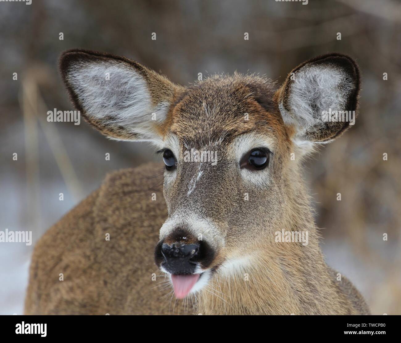 White tailed Deer Stock Photo - Alamy