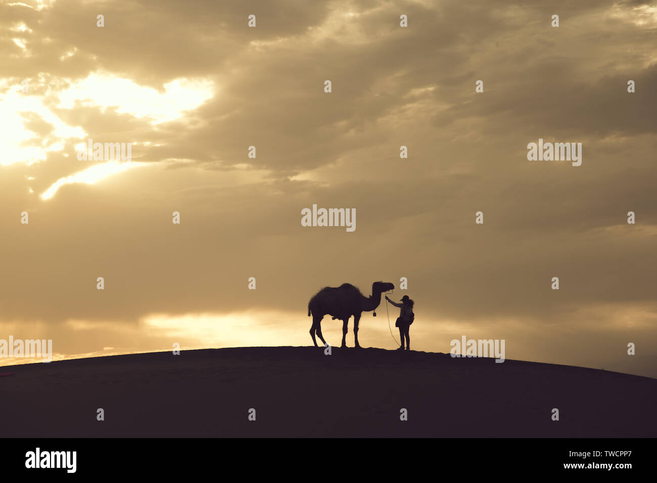 Camel in the desert with camel riders Stock Photo - Alamy