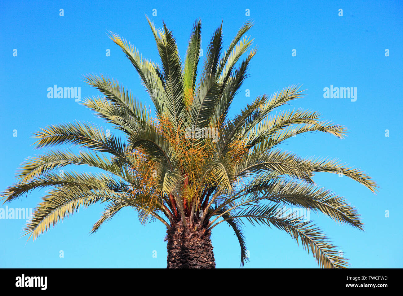 Europe palm tree hi-res stock photography and images - Alamy