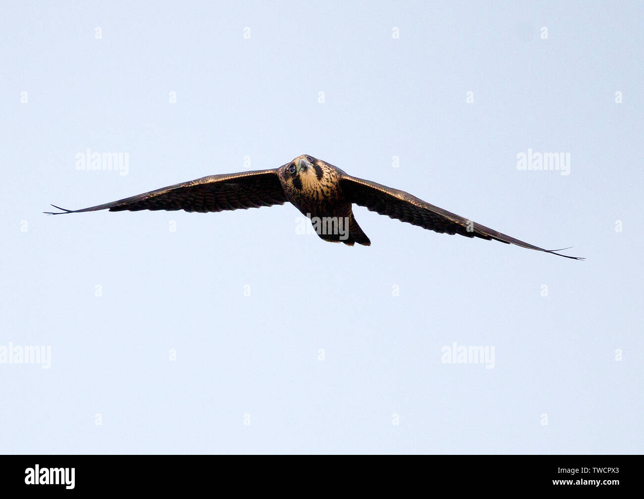 Looking upward hi-res stock photography and images - Alamy