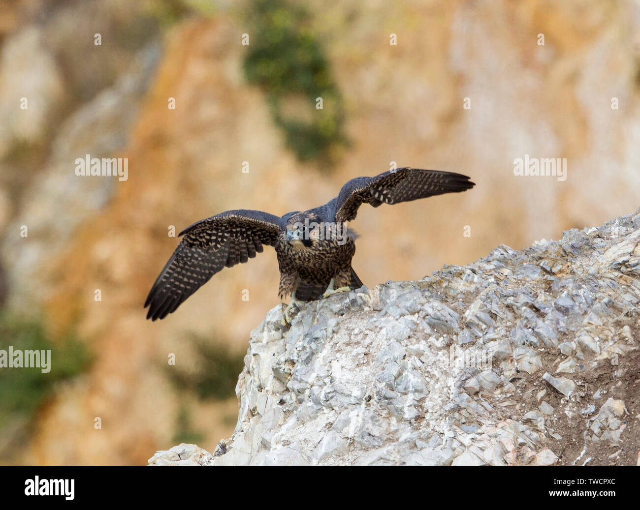 Peregrine falcon juvenile on rock with wings extended hi-res stock ...