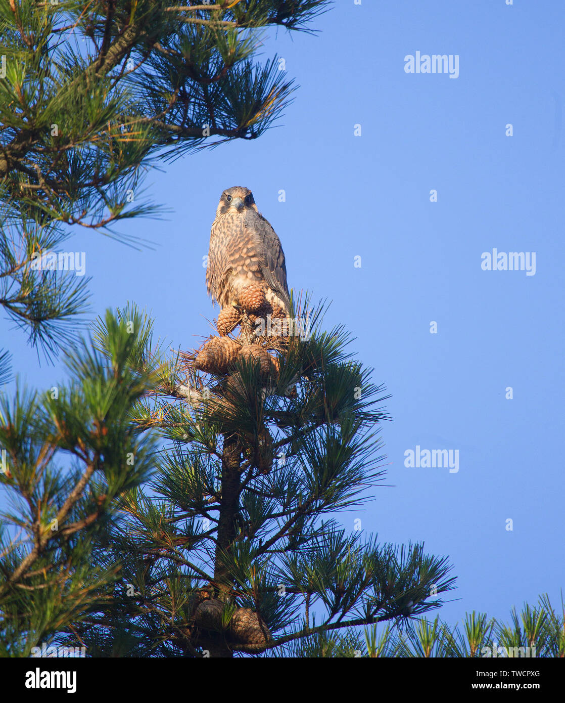 Peregrine falcon in tree hi-res stock photography and images - Alamy