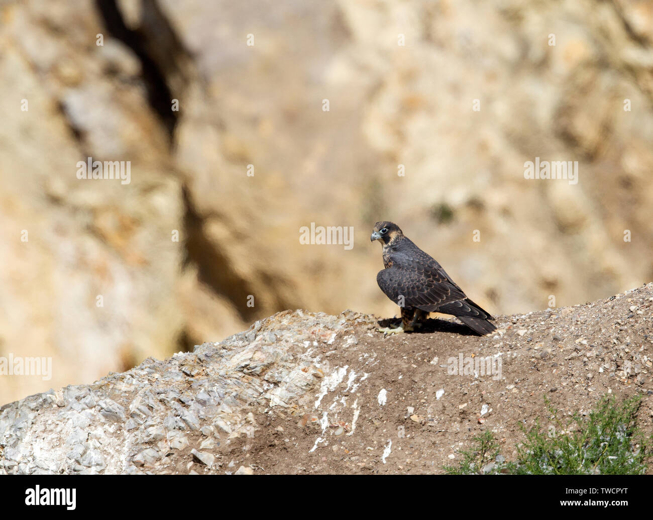 Falcon Rock High Resolution Stock Photography and Images - Alamy