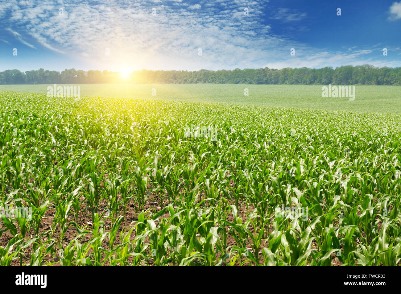 sunrise over the corn field Stock Photo - Alamy