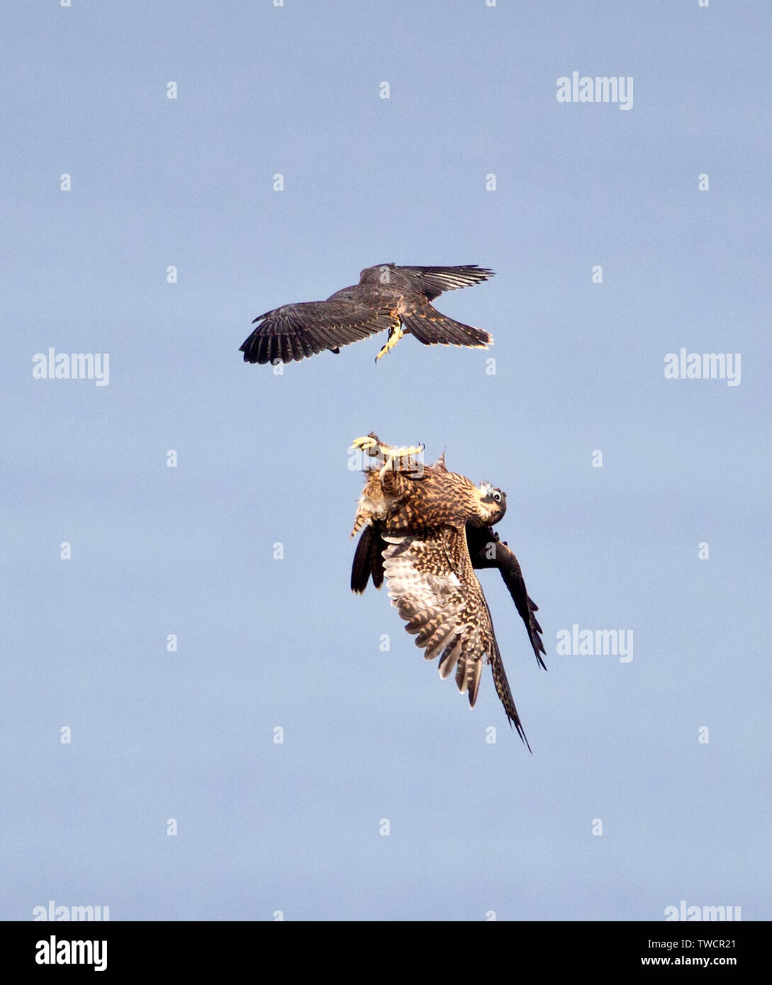 Peregrine Falcon Juveniles Play Fighting in Air Stock Photo - Alamy