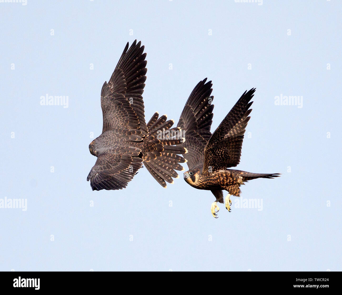 Peregrine Falcon Juveniles Play Fighting in Air Stock Photo - Alamy
