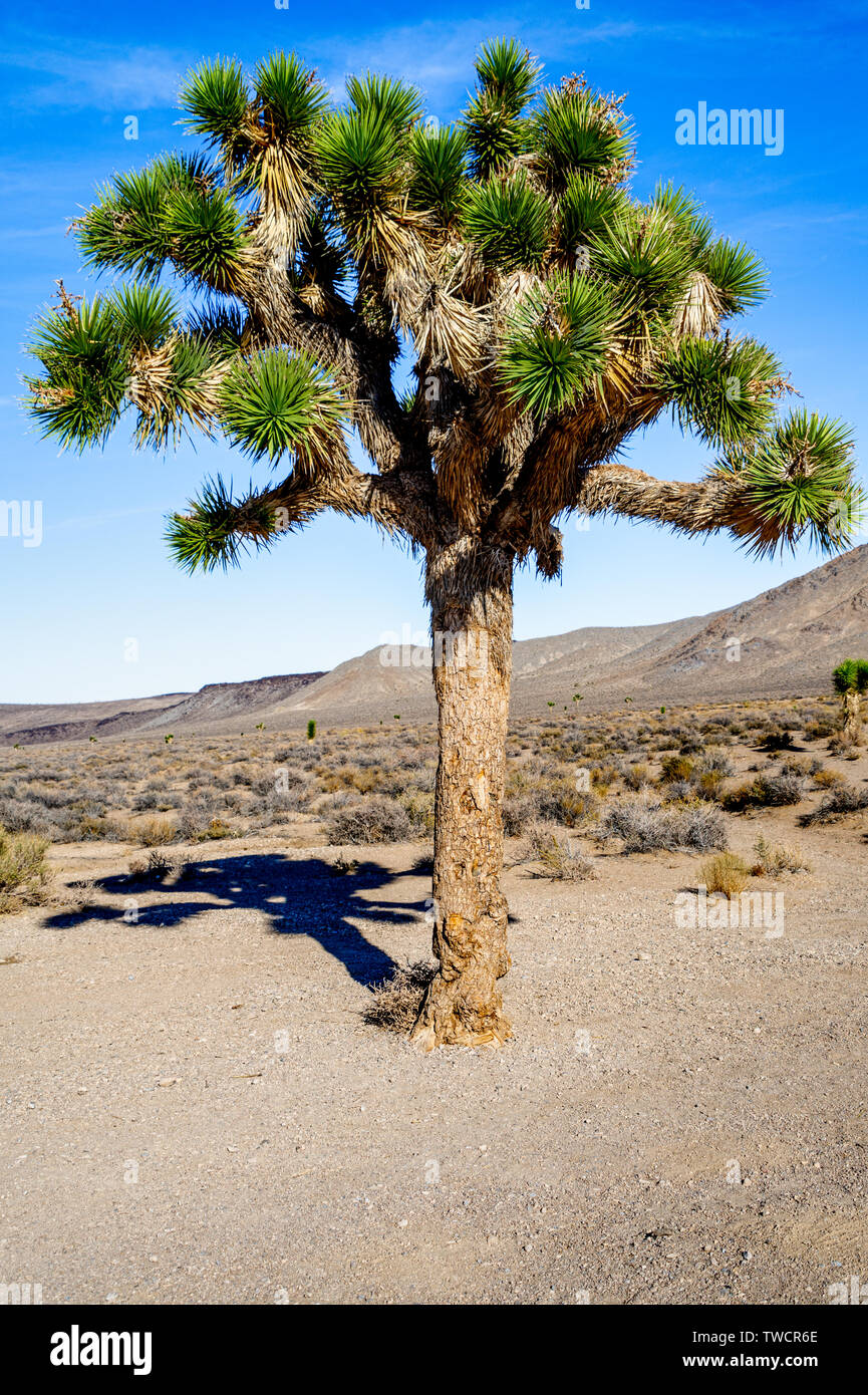 Joshua Tree with green leaves Stock Photo - Alamy
