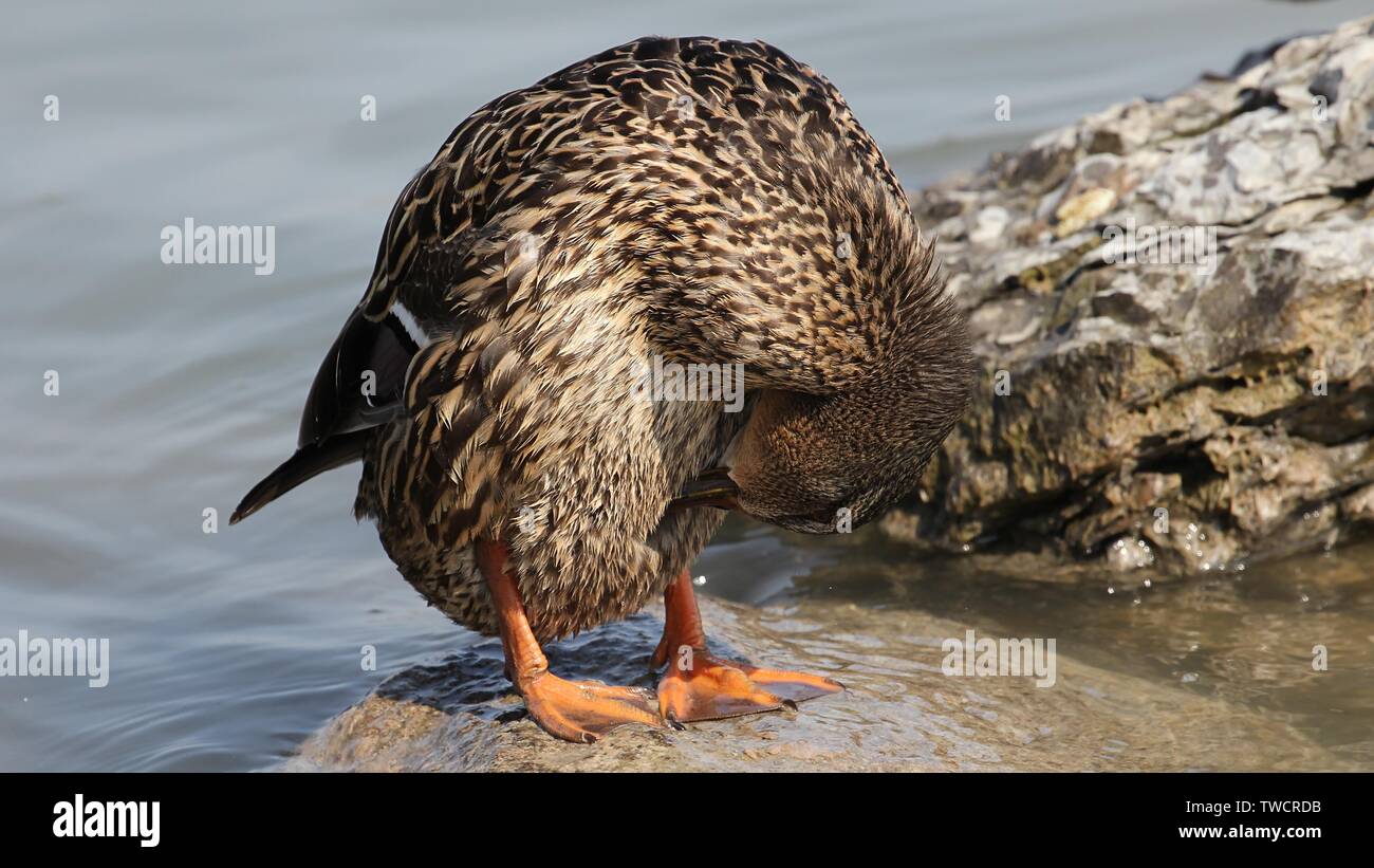 Female mallard duck scratching hi-res stock photography and images - Alamy