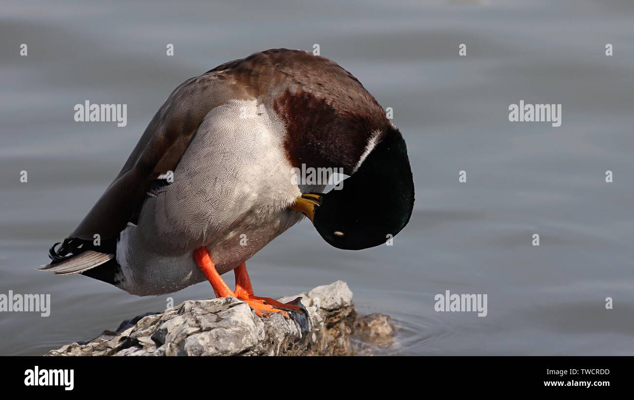 Female mallard duck scratching hi-res stock photography and images - Alamy