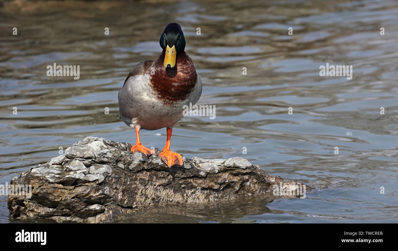 Female mallard duck scratching hi-res stock photography and images - Alamy