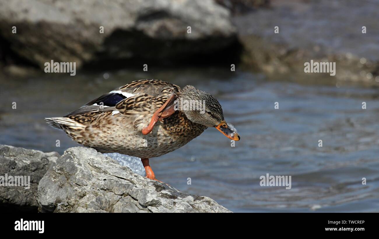 Female mallard duck scratching hi-res stock photography and images - Alamy