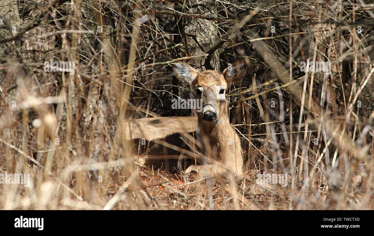 White deer in nature hi-res stock photography and images - Alamy