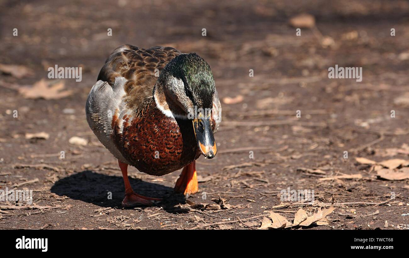 Female mallard duck scratching hi-res stock photography and images - Alamy