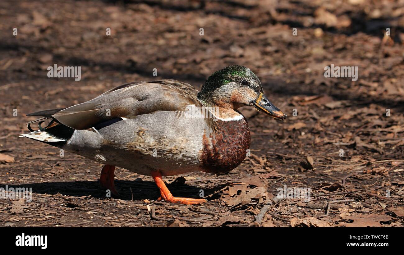 Female mallard duck scratching hi-res stock photography and images - Alamy