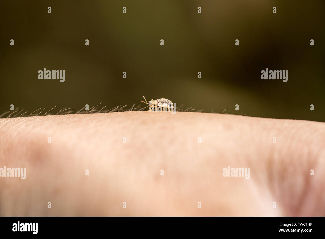 Shield mould hi-res stock photography and images - Alamy