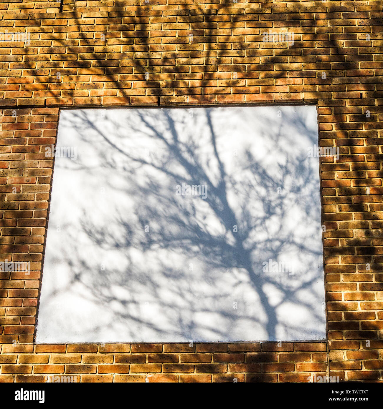 shadows of tree branches and leaves on urban walls in bright sunlight ...