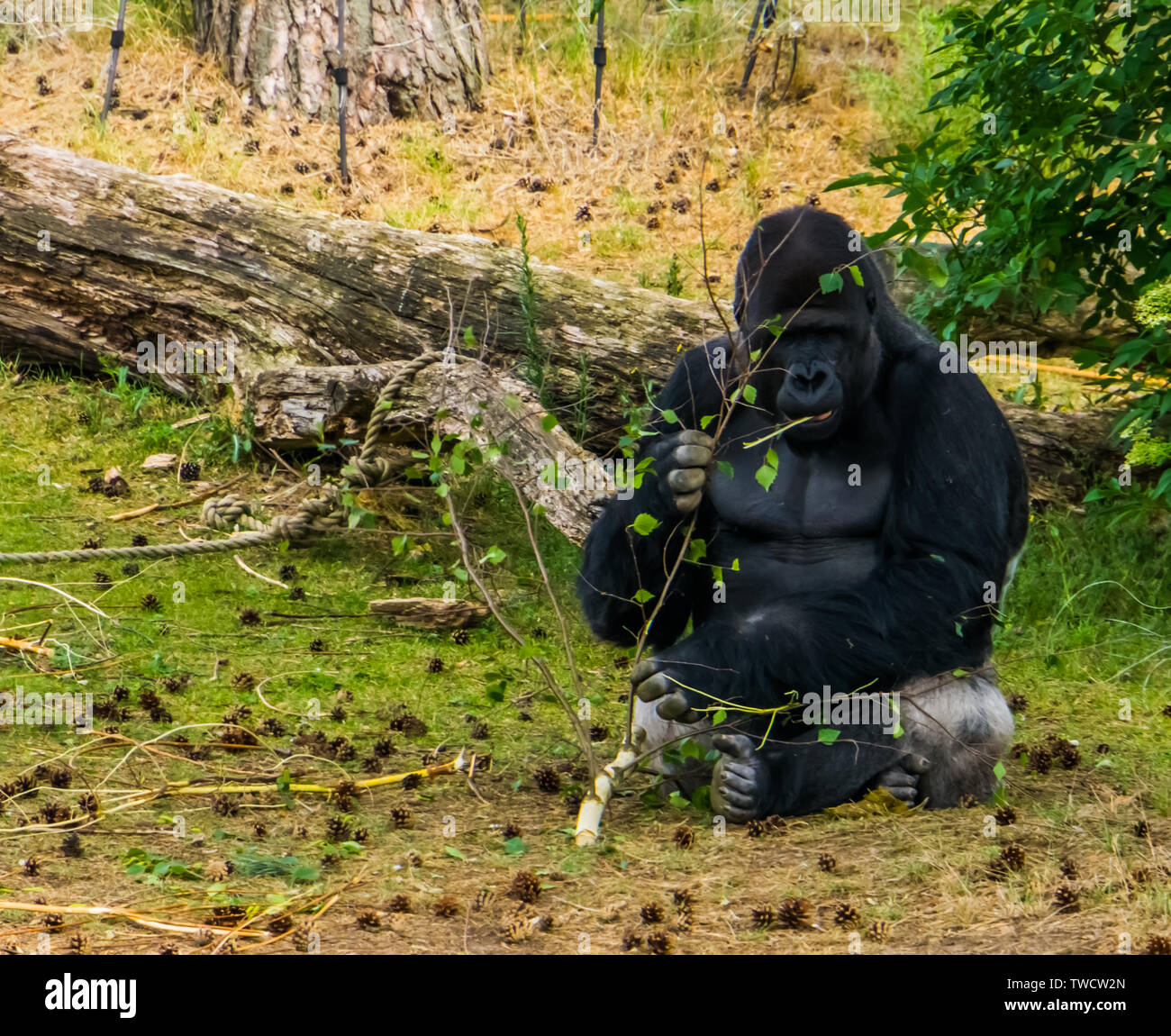 Western lowland gorilla eating from a tree branch, critically ...