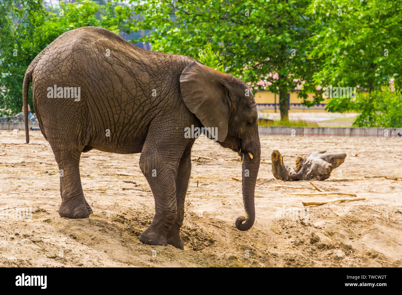 closeup portrait of a african elephant with small tusks, Vulnerable ...